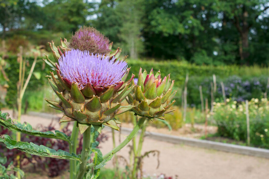 Blommor ska få ta tid - Natur & Trädgård